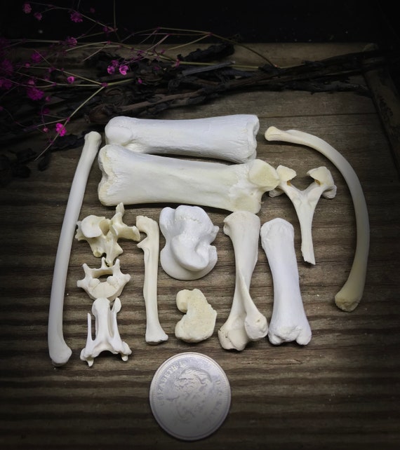 Clean Craft Bones Set for Gothic Cottage Core Rustic Themed - Etsy