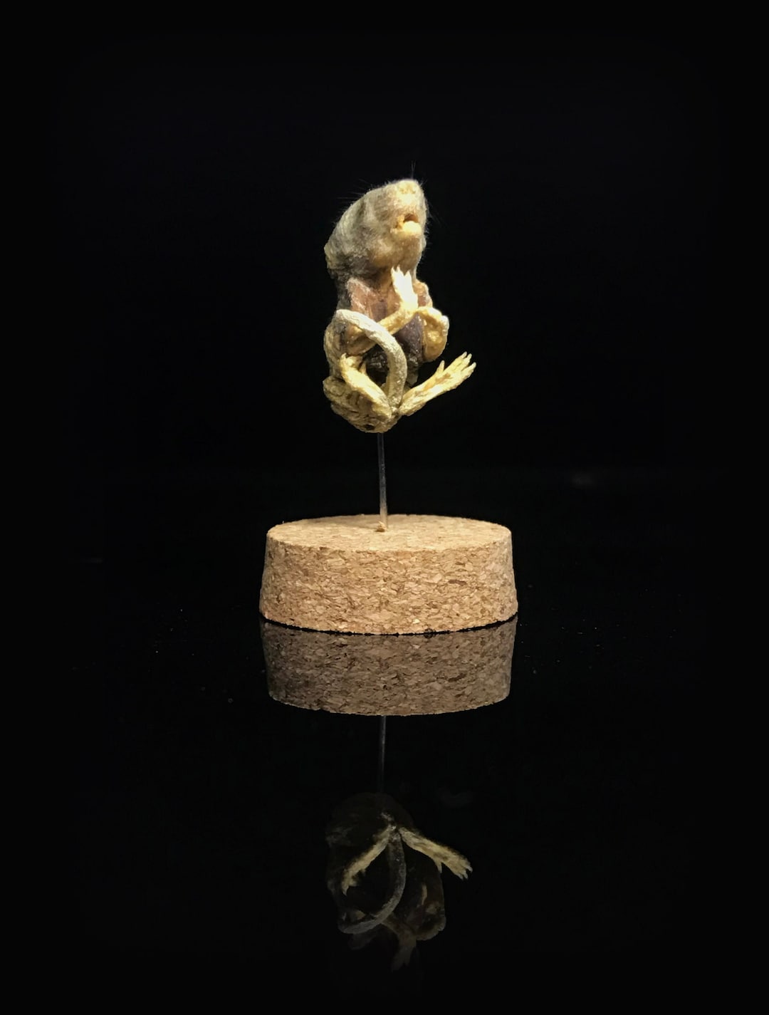 Oddities Cabinet Cute Baby Mouse in a Glass Dome- Curiosity Decor ...