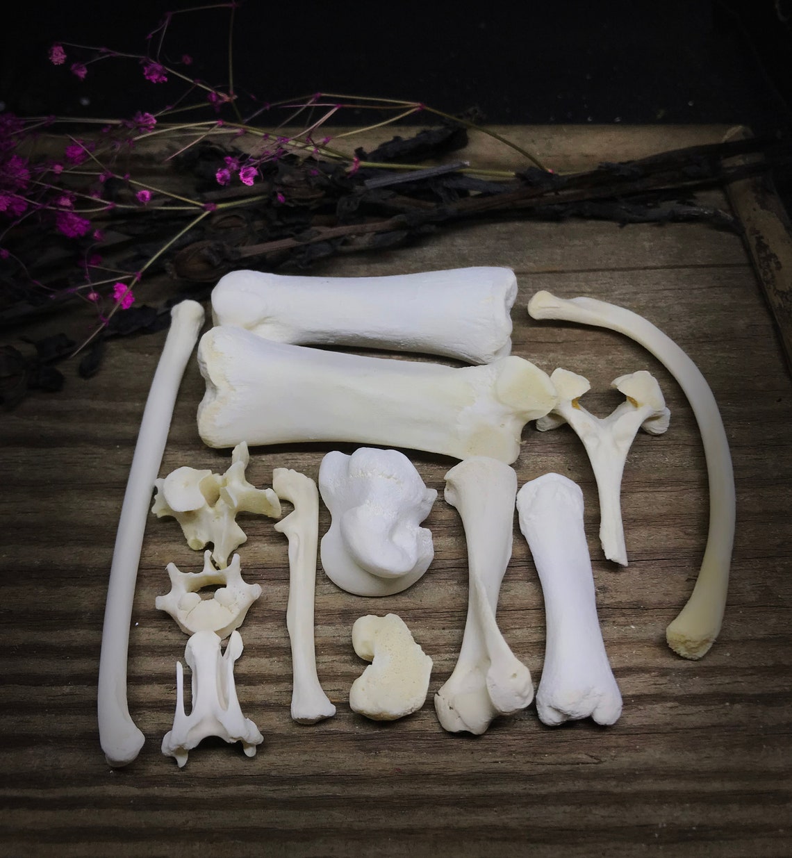 Clean Craft Bones Set for Gothic Cottage Core Rustic Themed - Etsy