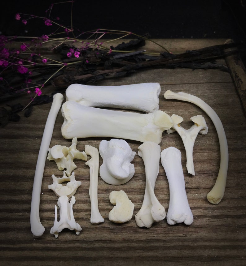 Clean Craft Bones Set for Gothic Cottage Core Rustic Themed Décor ...