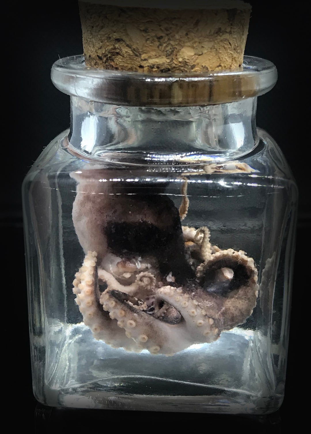 Real Cute Red Baby Octopus Wet Specimen- Cruelty Free Oddity - Cthulhu ...