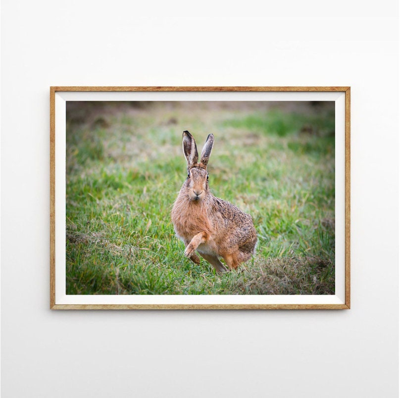 Caught in the Cross HARE - Etsy