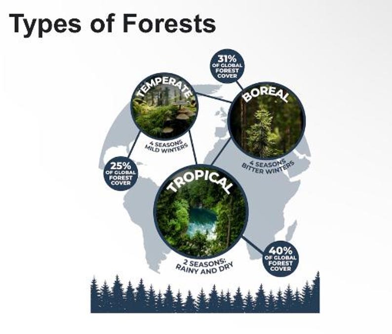 Forest Biome - Montessori Geography Material - Educational Learning ...