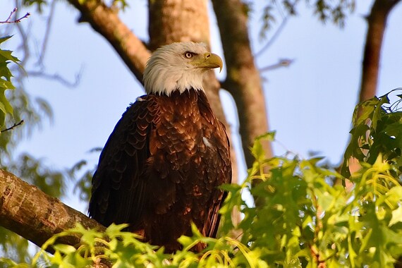 American Bald Eagle Wall Art Wall Hanging Wall Decor - Etsy