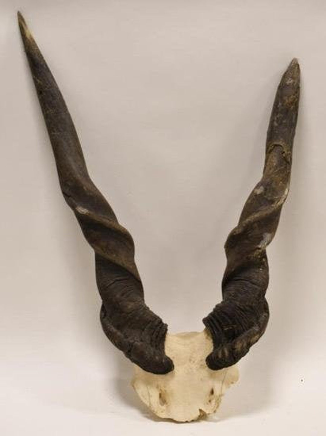 African Eland Horns - Etsy