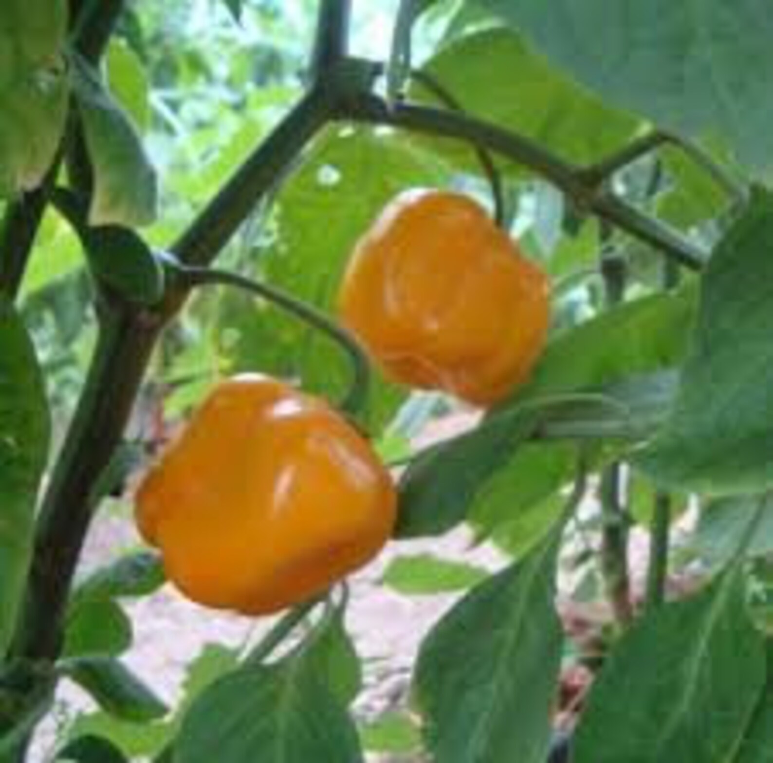15 Seeds Orange Manzano Chili Pepper Capsicum pubescens Chile | Etsy