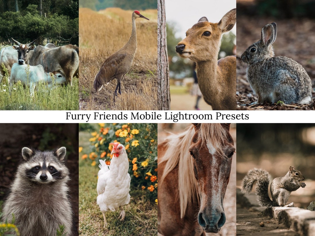 5 Furry Friends Mobile Lightroom Presets, Photography Filters ...