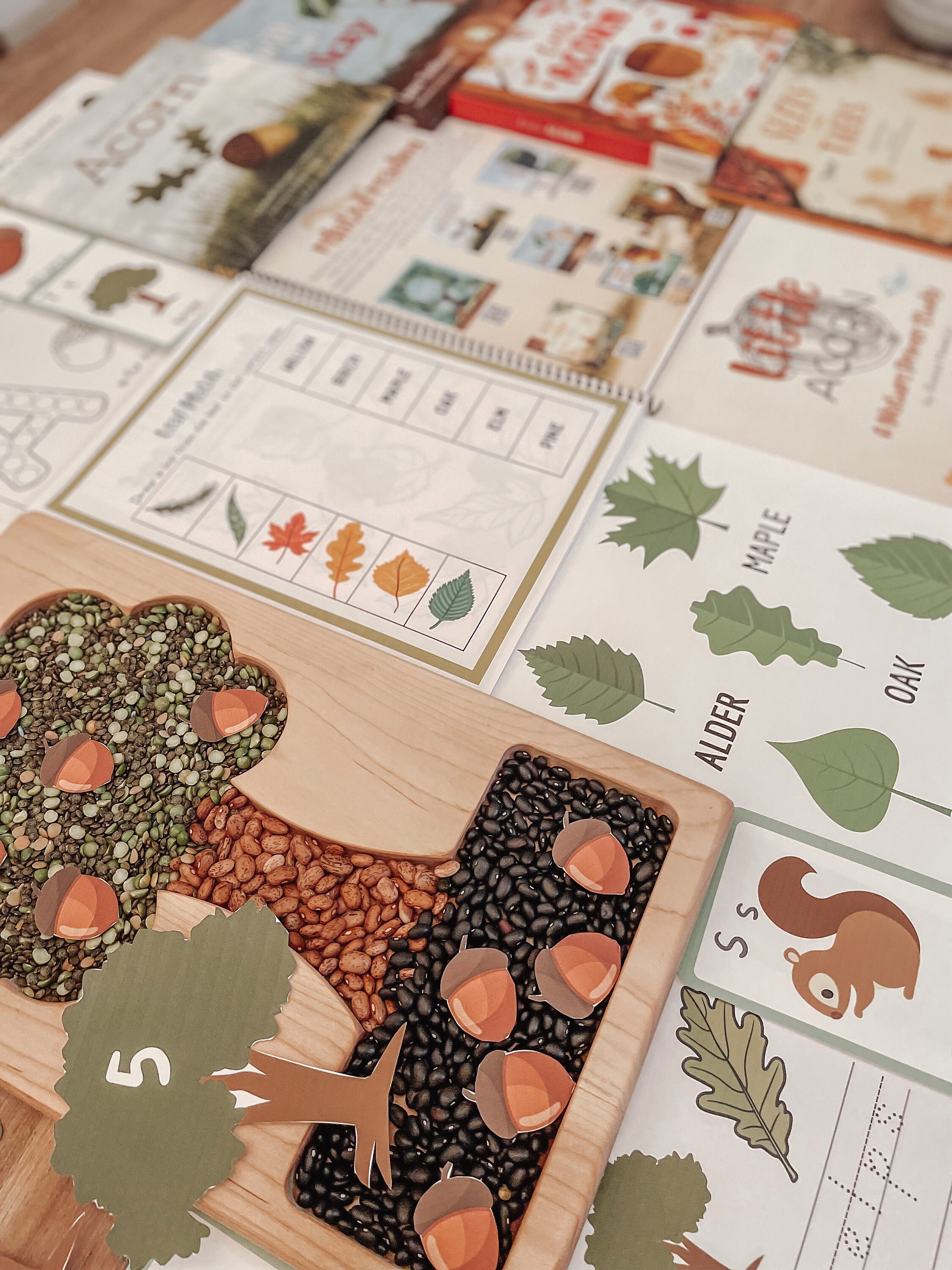 Little Acorn Nature Primer - Etsy