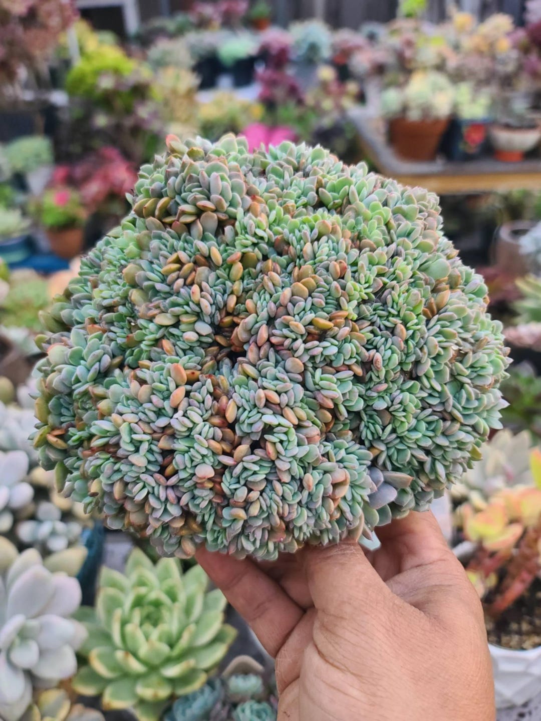 Echeveria Debbie Crested • Rare Succulent Mound • Live Rooted Lavender ...