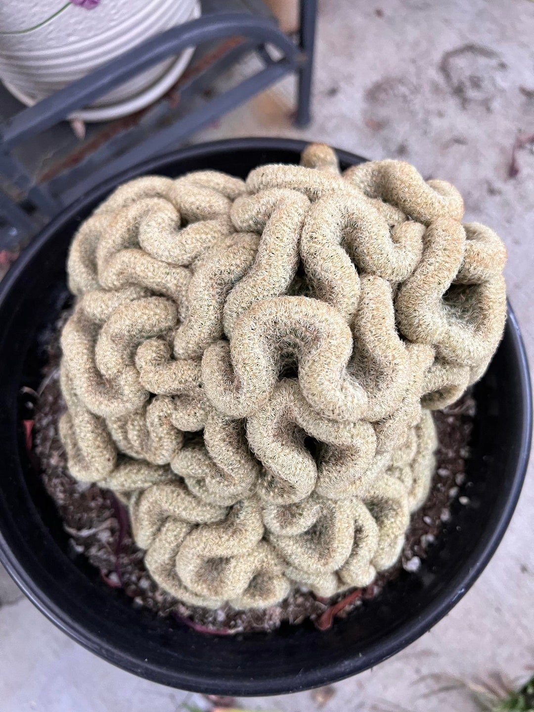 Mammillaria Cristata brain Cactus/ Succulents/ Rare Succulents/ Live ...