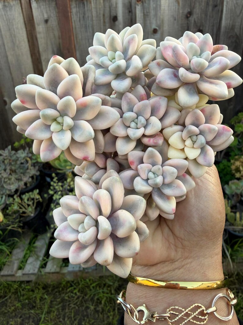 Echeveria Ellen Variegated | Rare Variegated Succulent | Imported Live ...