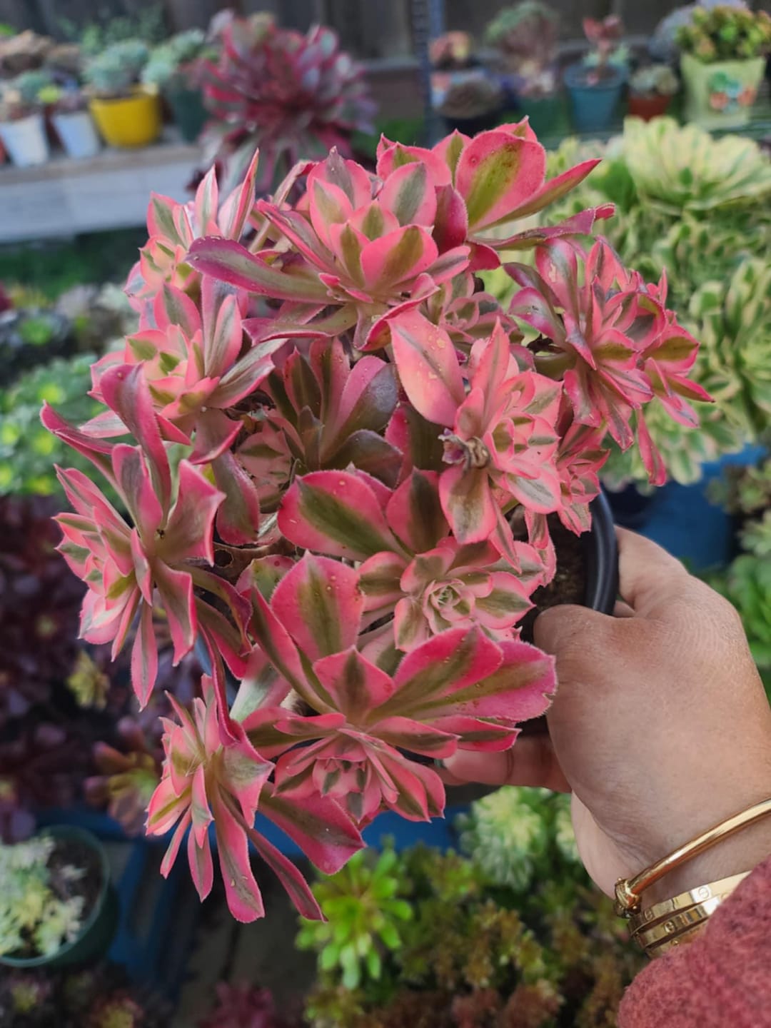 Aeonium Pink Witch Tea Cup/ Pink Flower/ Unique Plant/ Imported ...