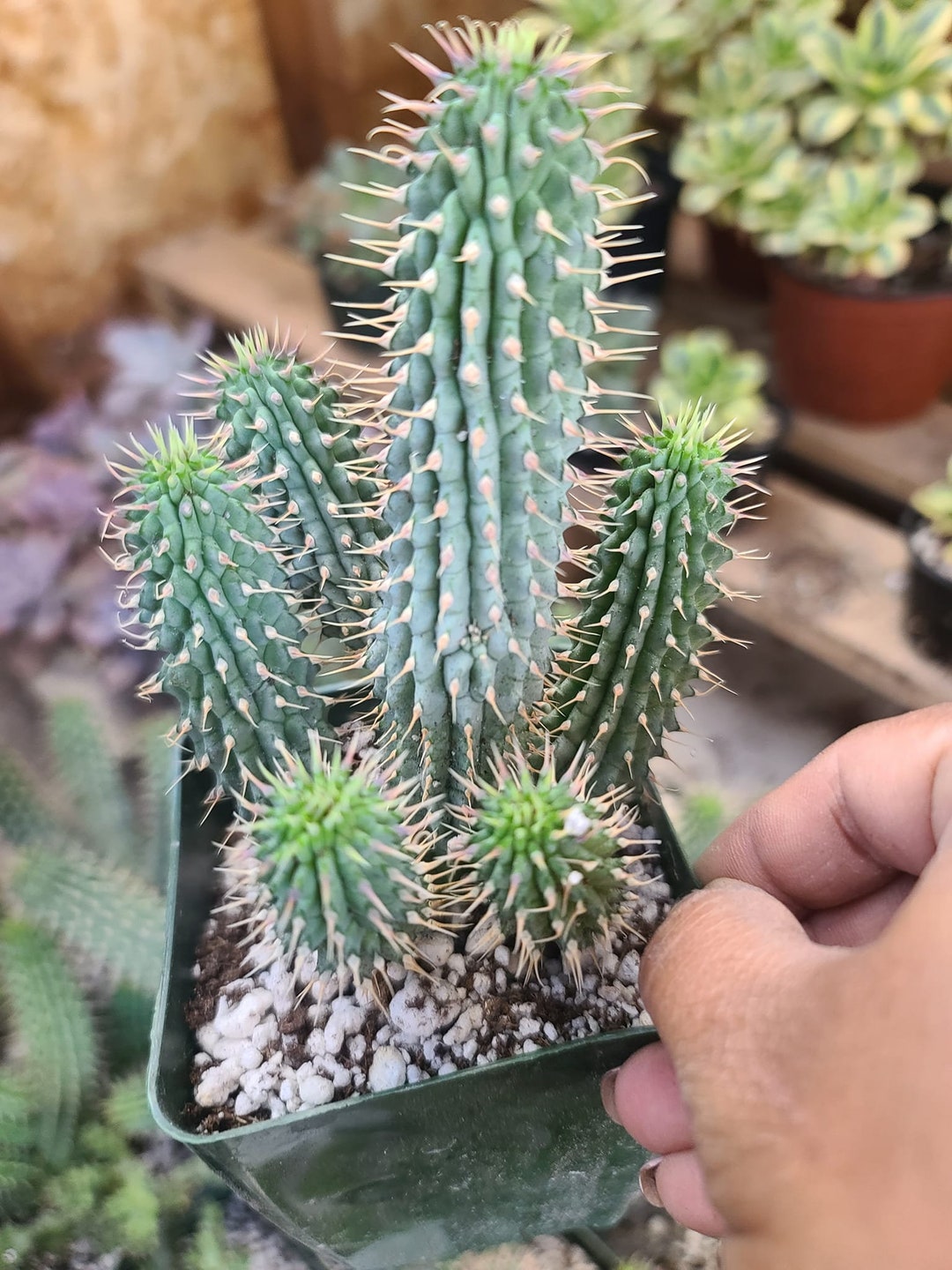 Hoodia Parviflora/ Rare Cactus/ Cacti/ Flower Cactus/ Live - Etsy