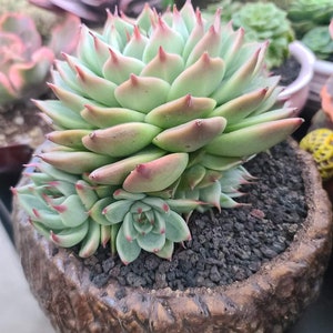 Echeveria Toscanelli/ Imported Succulents/ Rare Live Plant/ Gardening ...