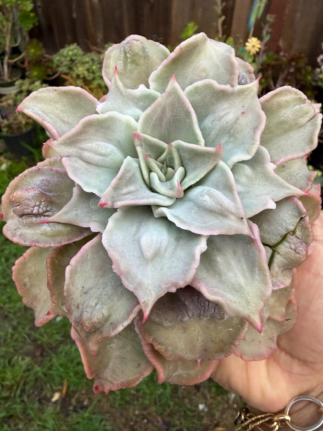 Rare Echeveria Madiba Bumps | Textured Rosette Succulent Live Plant - Etsy