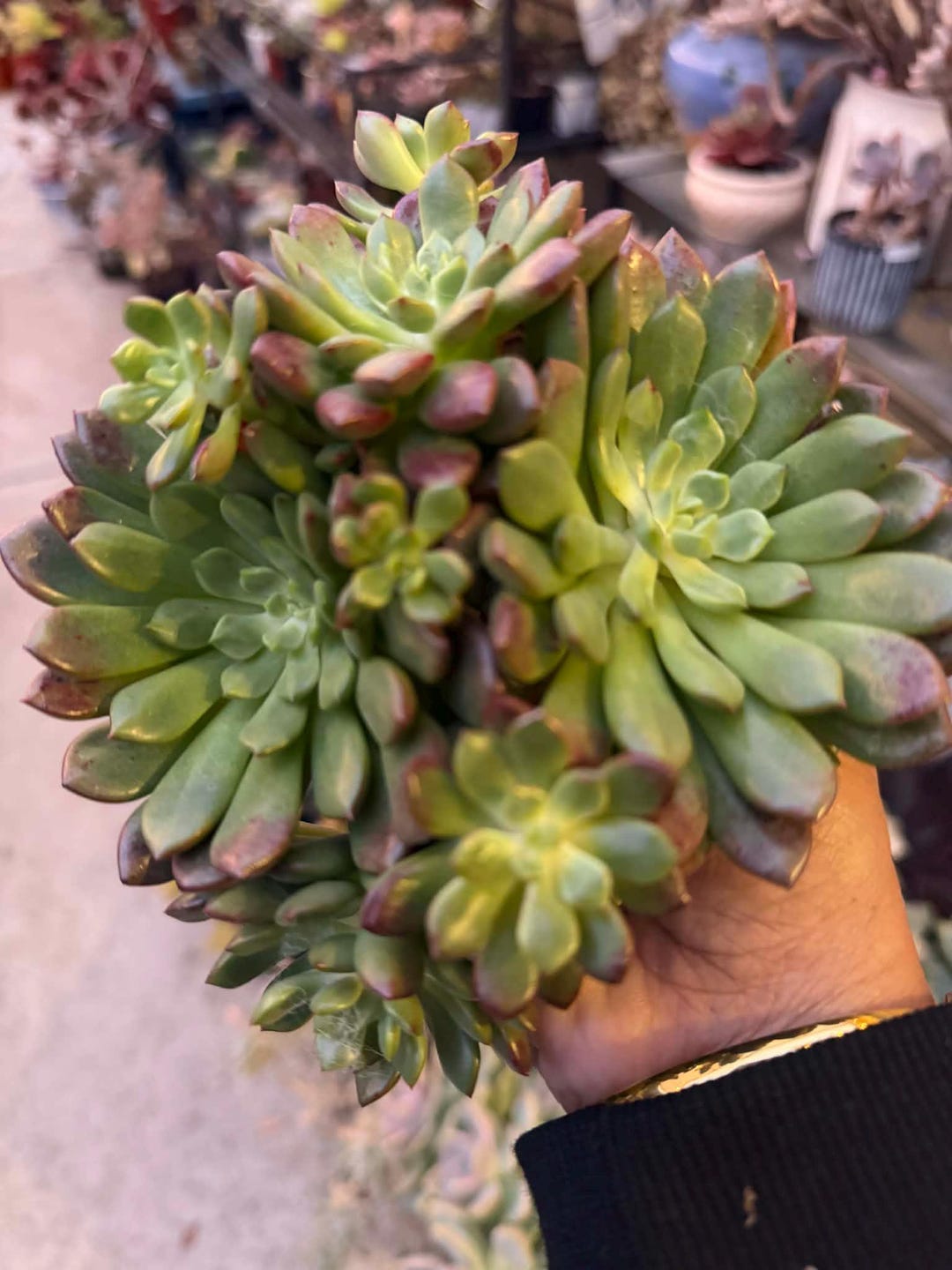 Echeveria Pink Ruby/ Rare Plant/ Live Succulent/ Unique Beauty ...