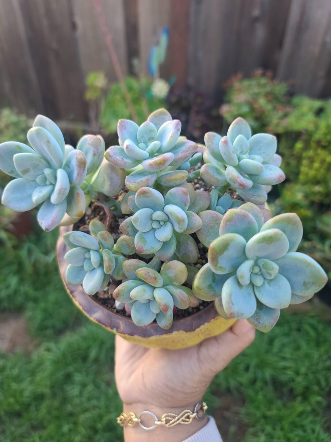 Rare Graptoveria Miul • Imported Live Plant • Collectors Gem - Etsy