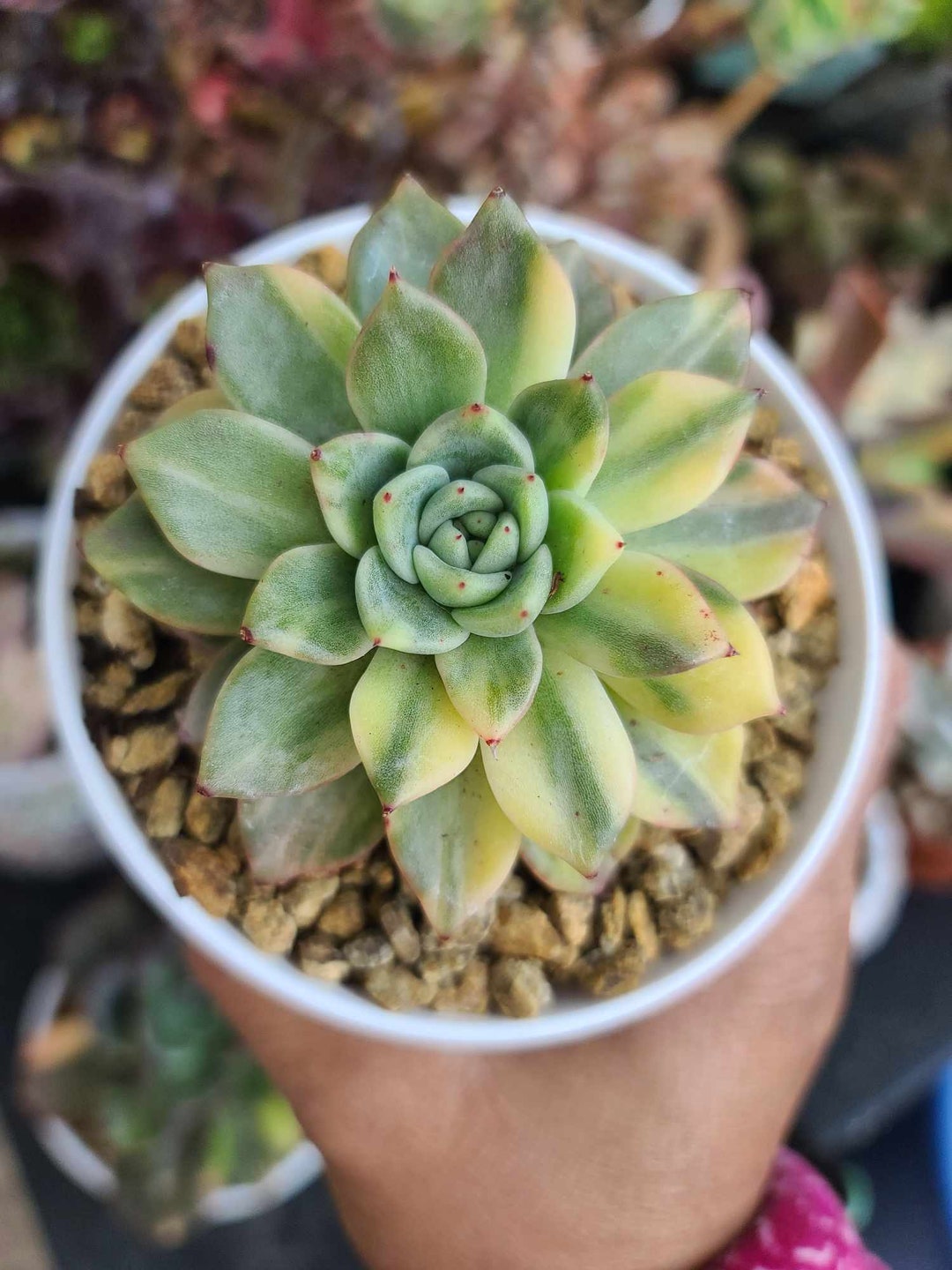 Echeveria Rajoya Variegated/ Imported Succulents/ Rare Plant/ - Etsy