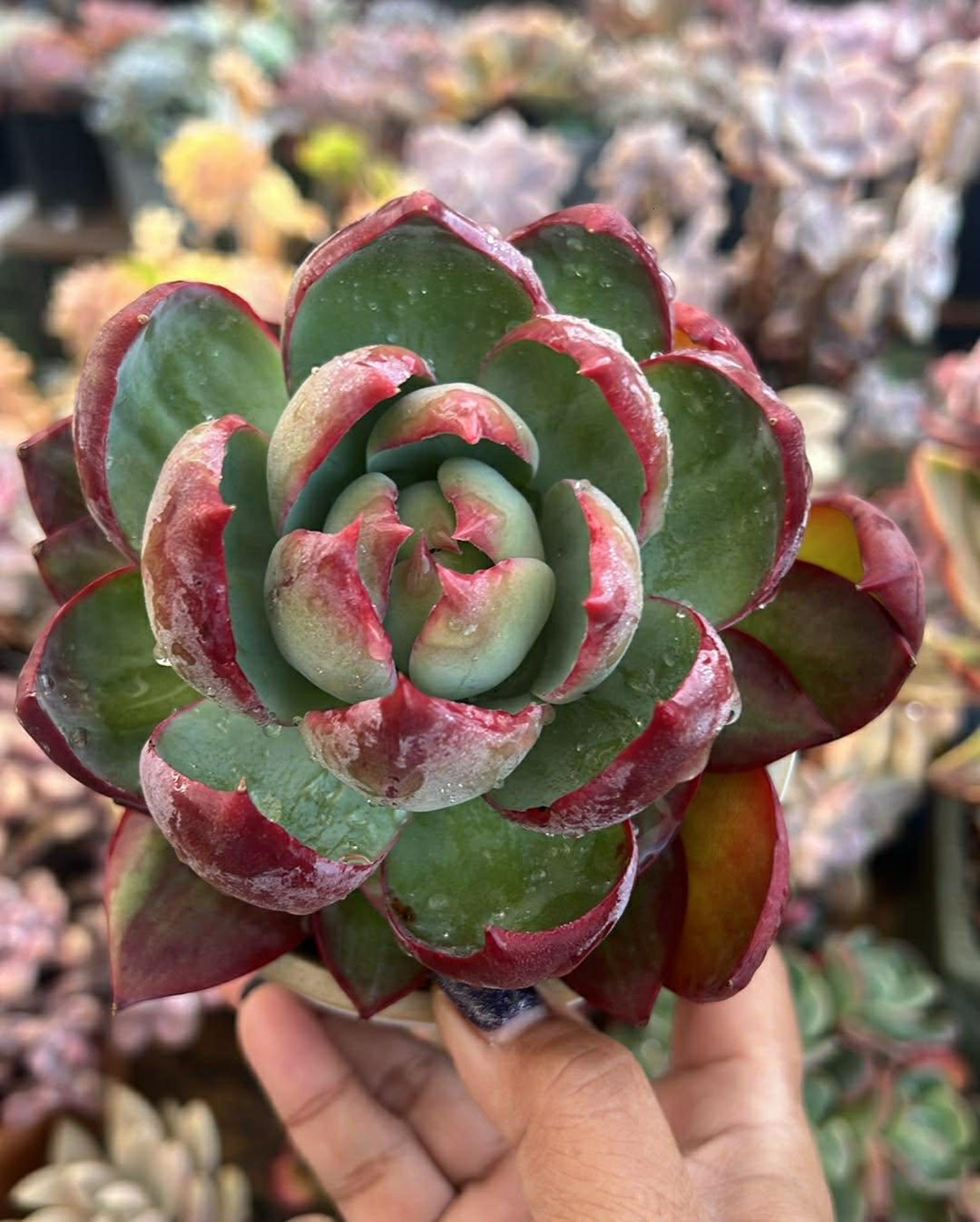 Rare Echeveria 'casio Variegated' Live Succulent | Imported Plant ...
