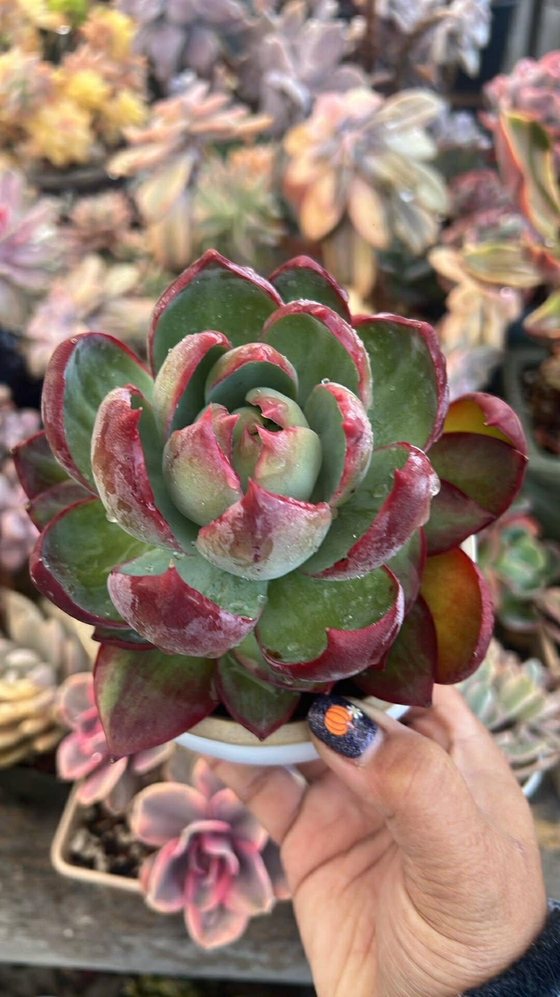 Rare Echeveria 'casio Variegated' Live Succulent | Imported Plant ...