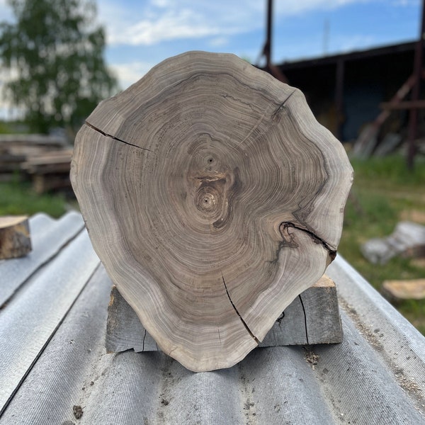 Black Walnut Slices - Etsy