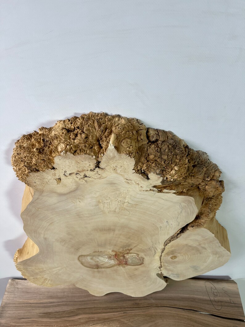 Burl Maple Slice for Coffee Table 19.3x15.7x2in" - Dry Slab for ...