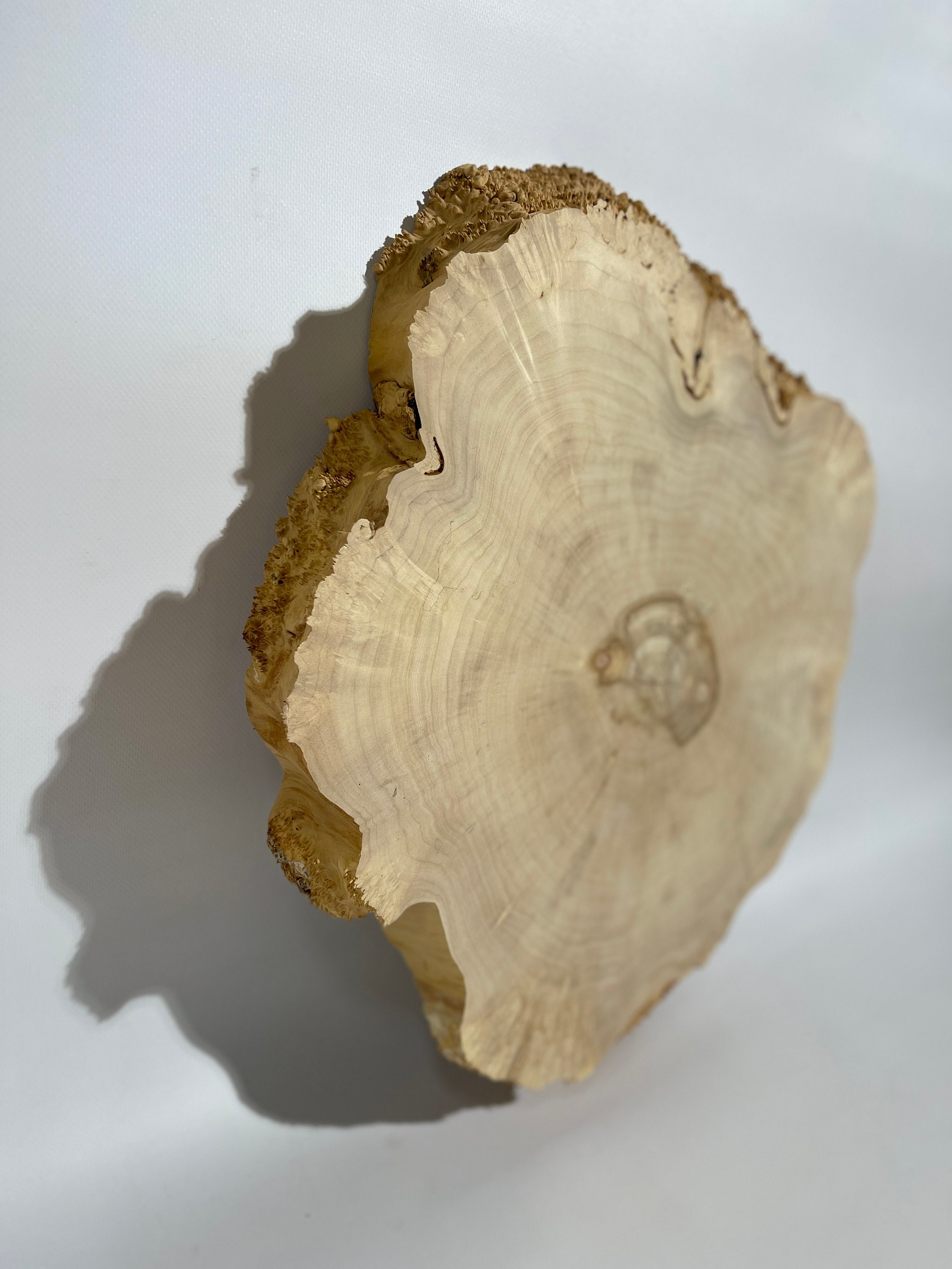 Maple Burl Slice 20.4x17.3x2.1in dry Live Edge Tree Cut for Woodworking ...