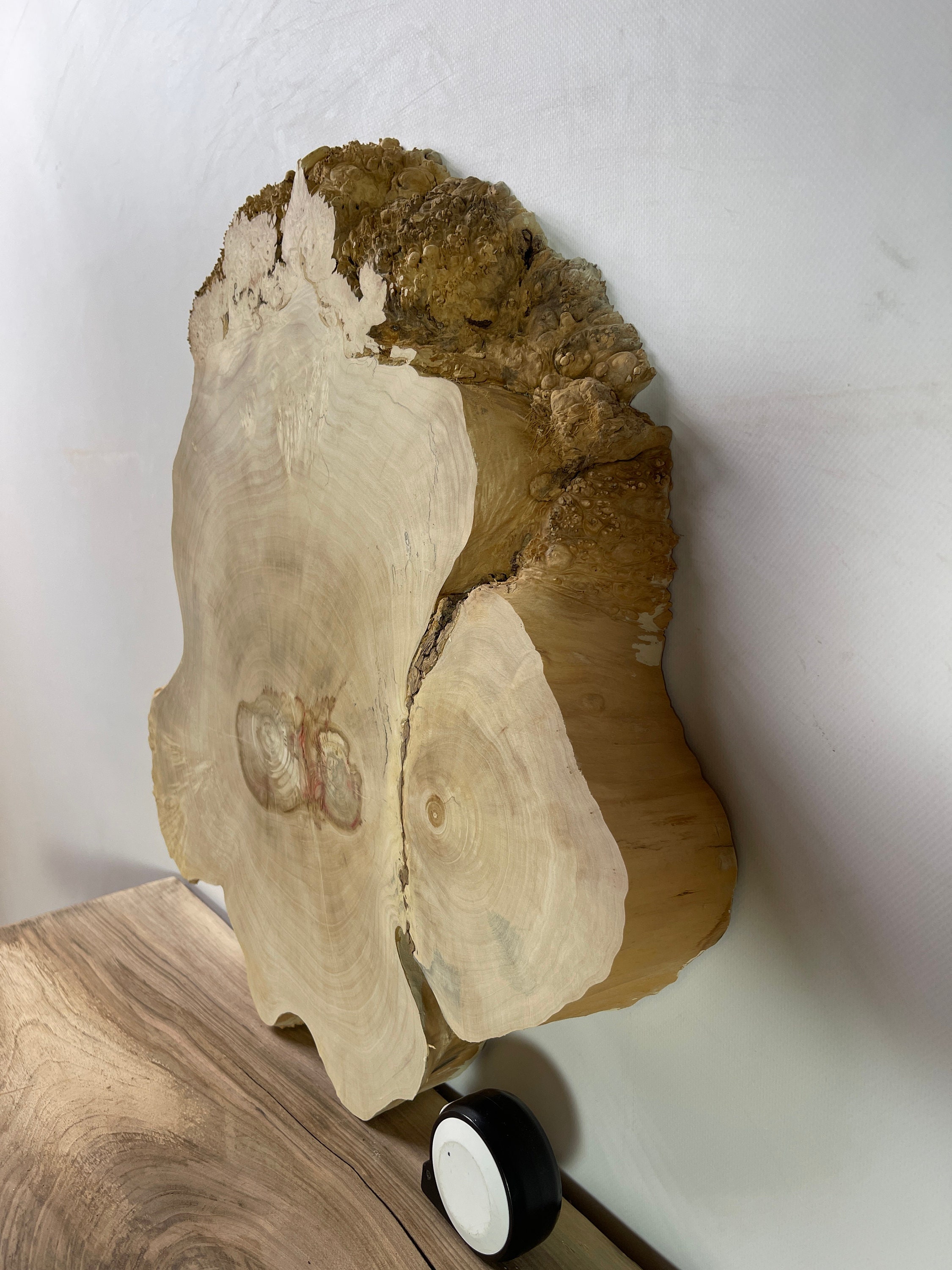 Burl Maple Slice for Coffee Table 19.3x15.7x2in" - Dry Slab for ...