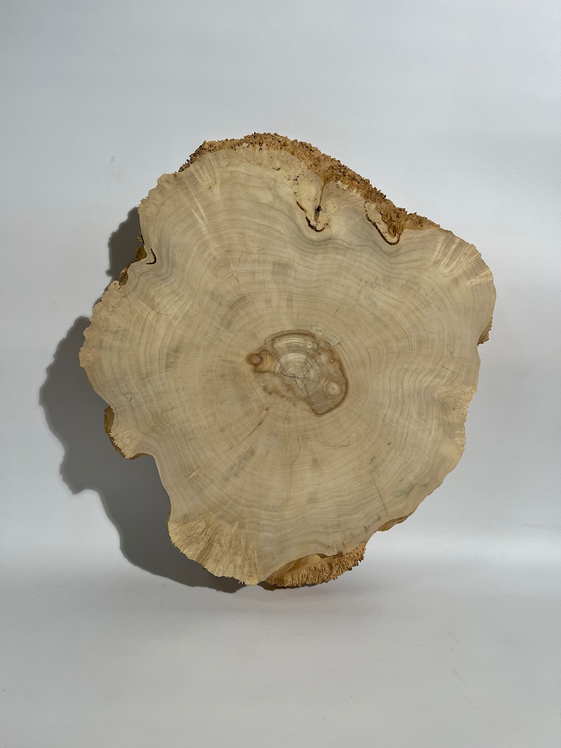 Maple Burl Slice 20.4x17.3x2.1in dry Live Edge Tree Cut for Woodworking ...