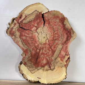 2pcs Rare Maple Slices, Dry Tree Cut for Woodworking Free Delivery - Etsy