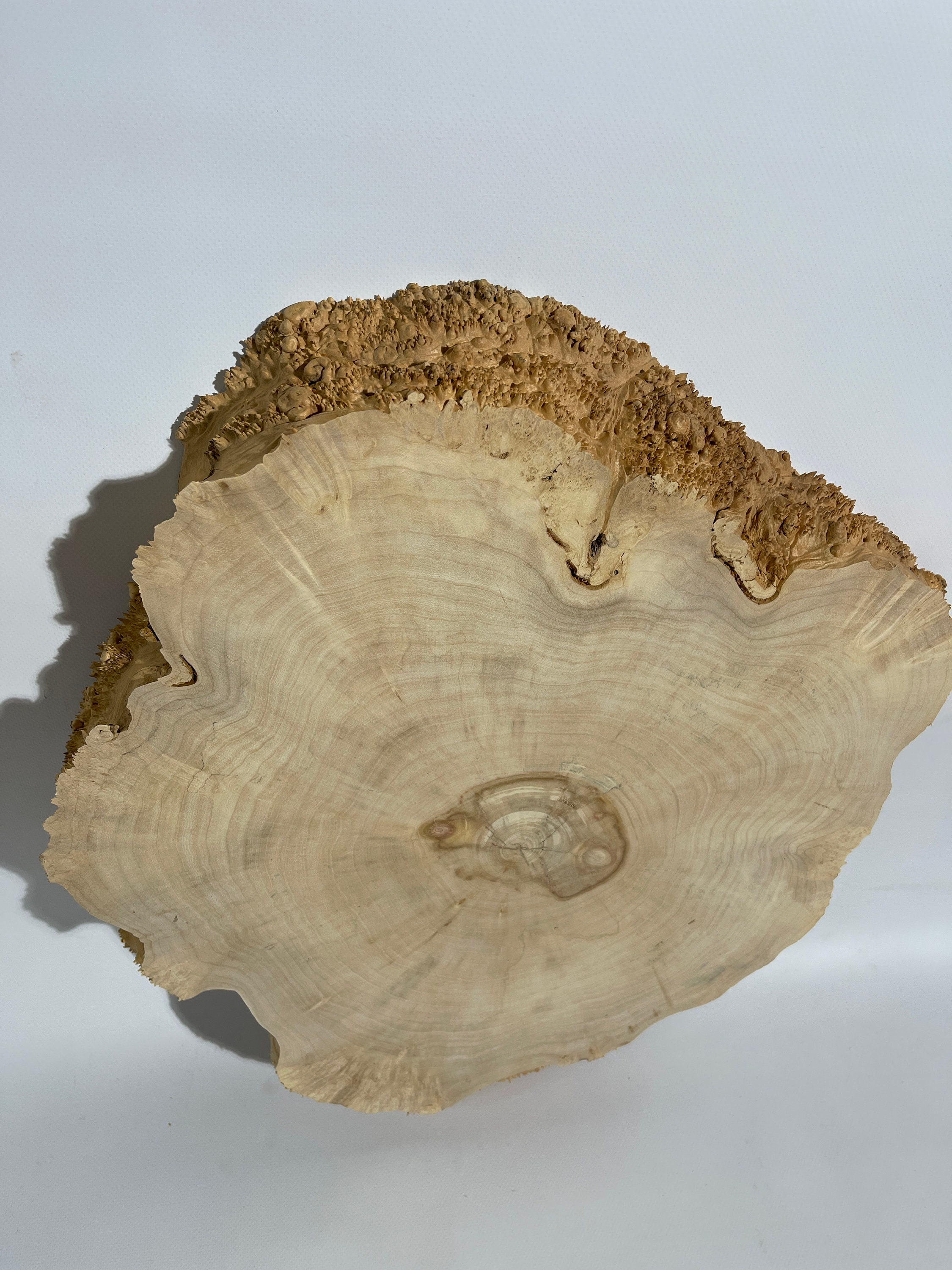 Maple Burl Slice 20.4x17.3x2.1in dry Live Edge Tree Cut for Woodworking ...