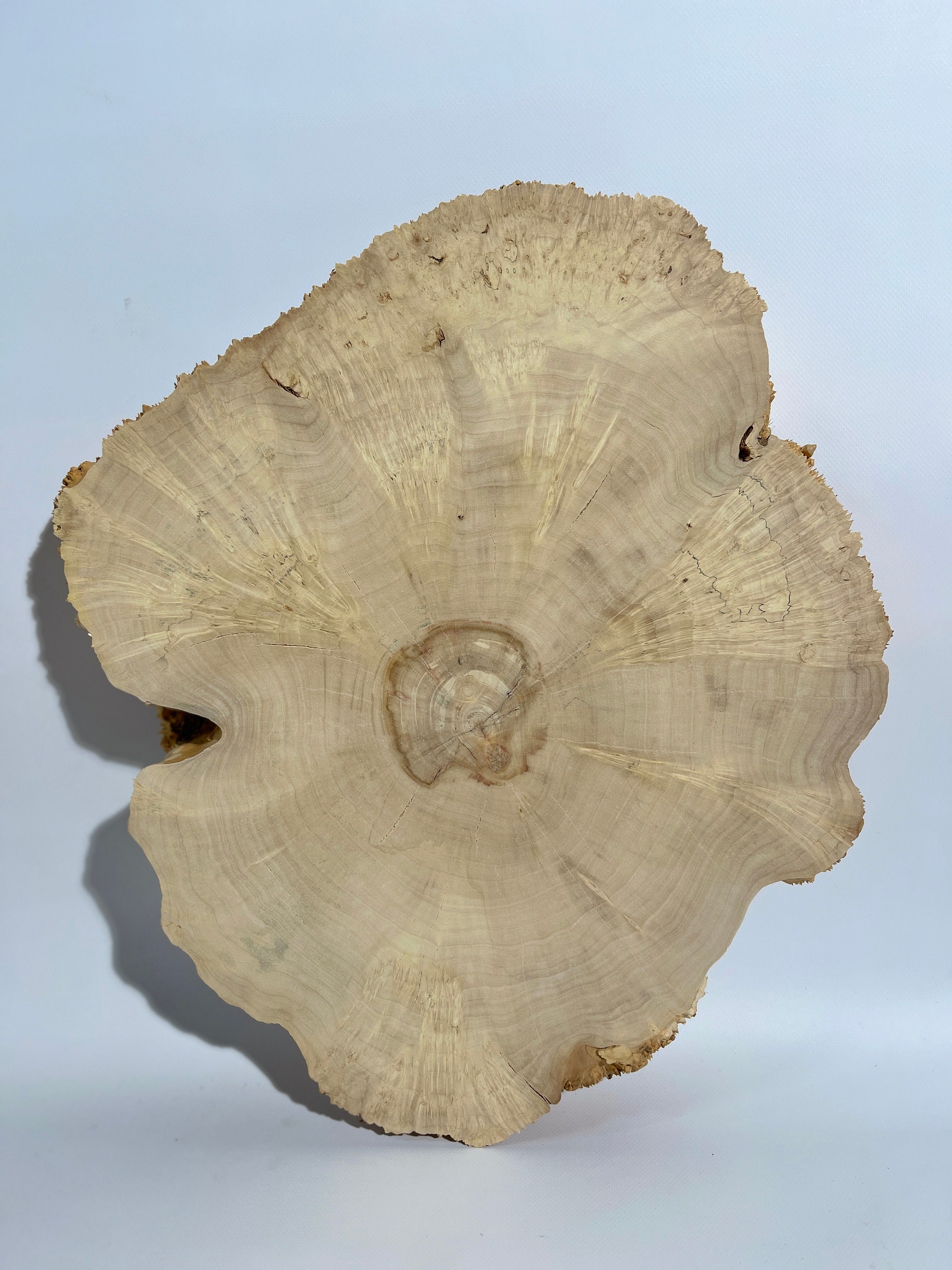 Maple Burl Slice 20.4x17.3x2.1in dry Live Edge Tree Cut for Woodworking ...