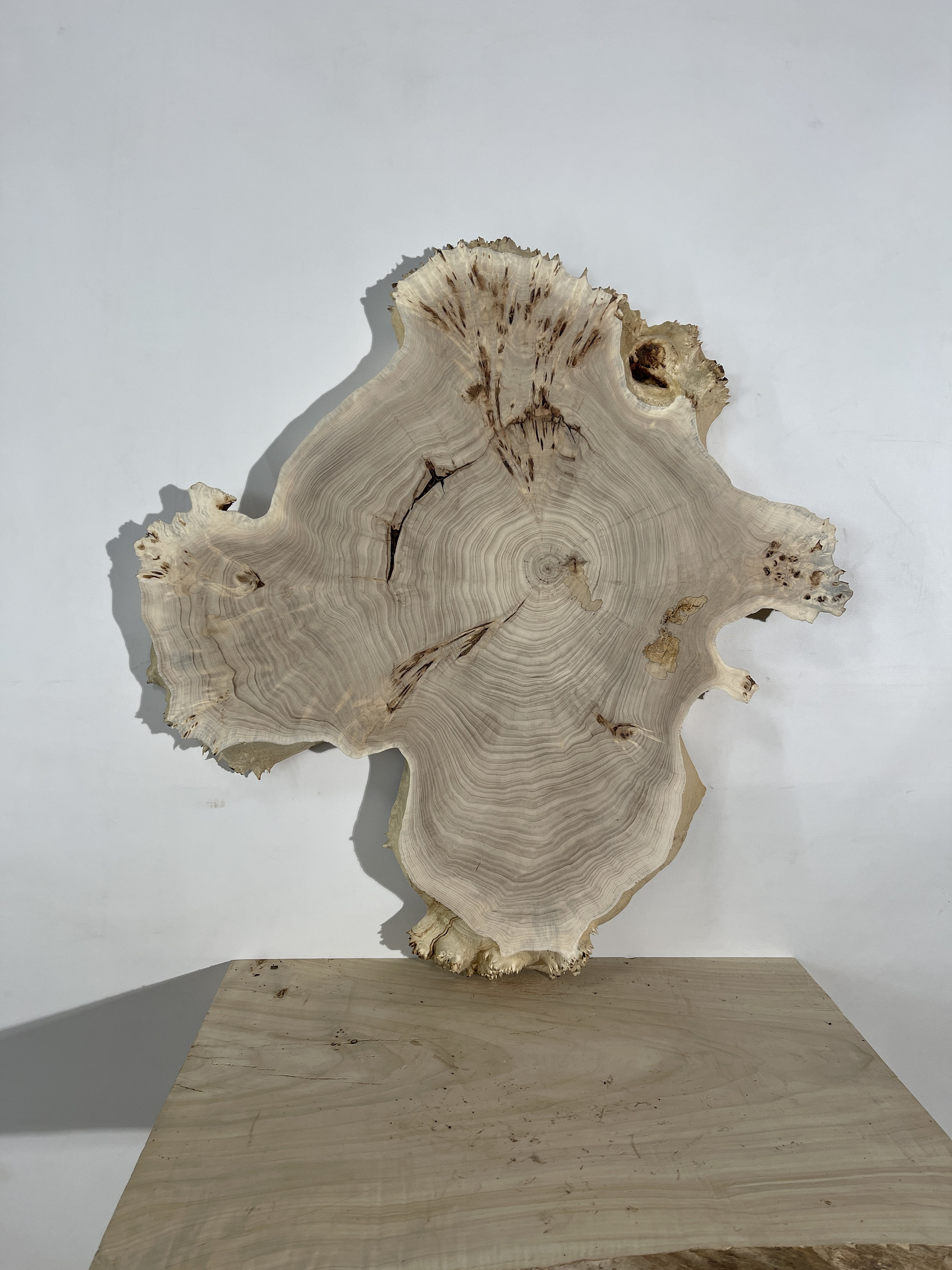 Poplar Burl Wood Slab 30x29x1.96 In Dry Slice for Table - Etsy