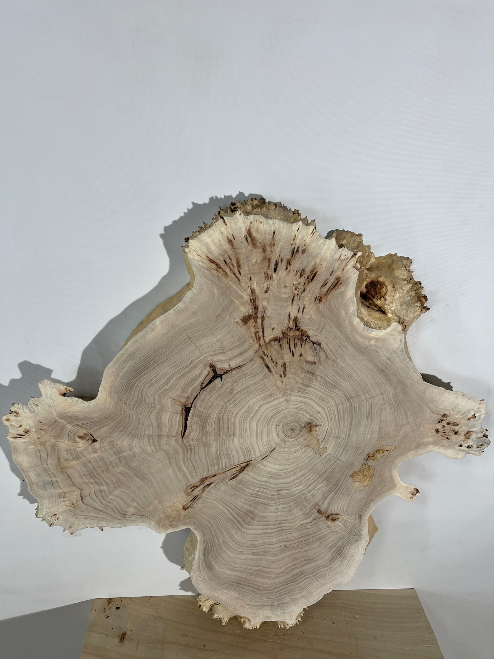 Poplar Burl Wood Slab 30x29x1.96 In Dry Slice for Table - Etsy