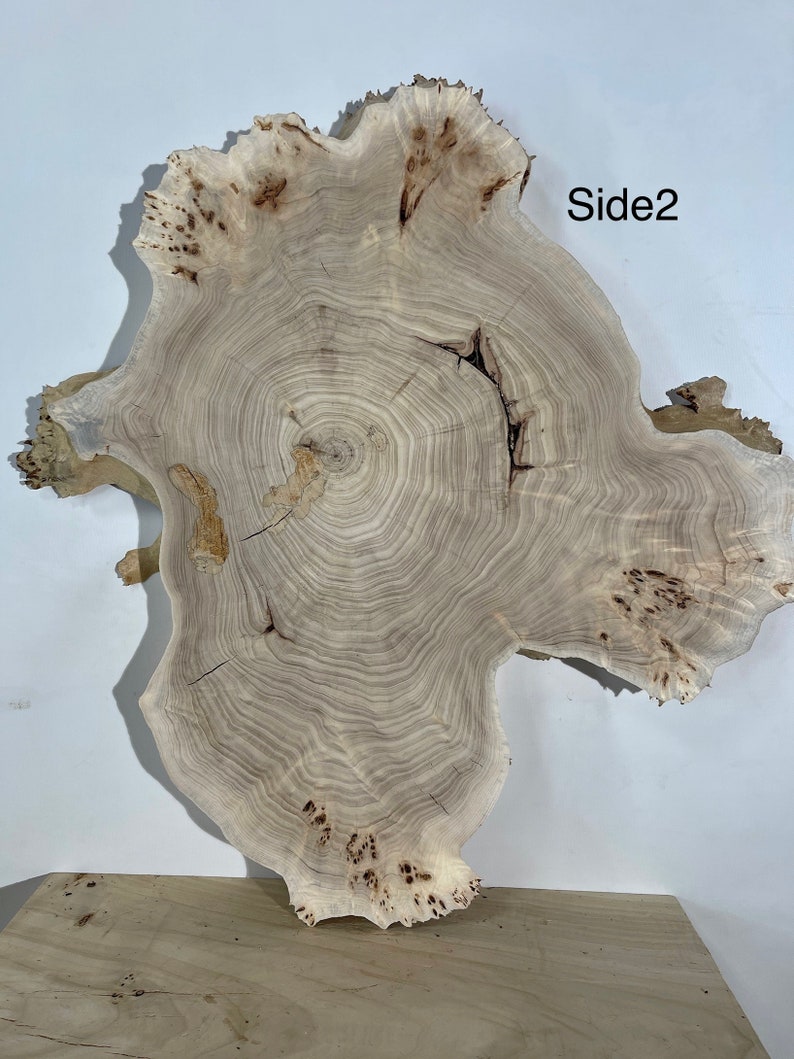 Poplar Burl Wood Slab 30x29x1.96 In Dry Slice for Table - Etsy