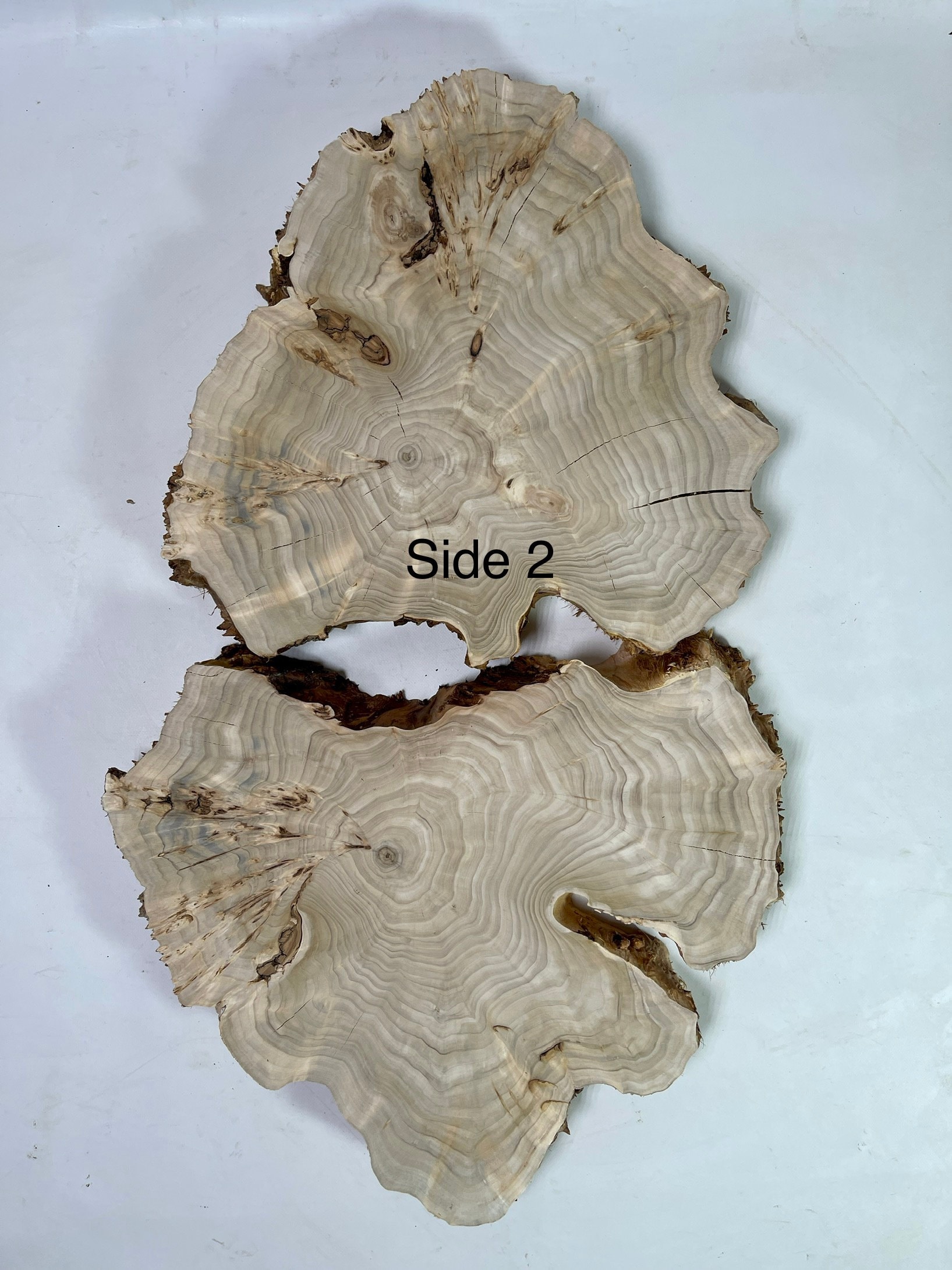 Poplar Burl Slice 41x23x2.48in, Divided Into 2 Parts Dry Slab for ...