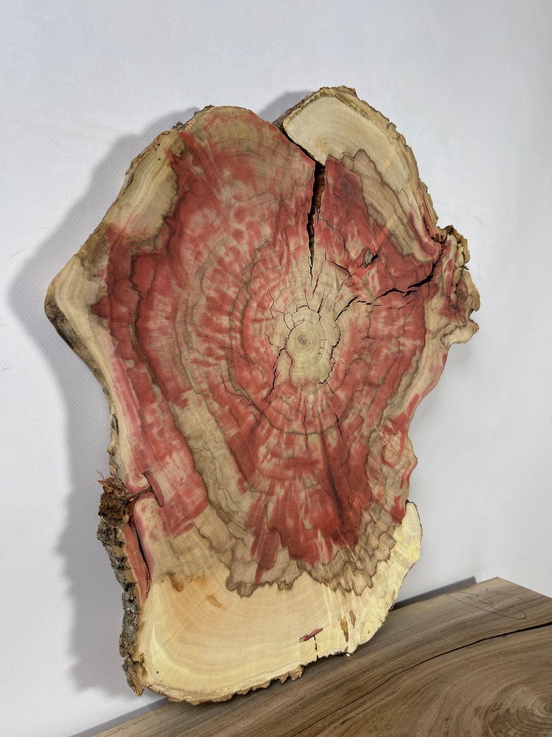 2pcs Rare Maple Slices, Dry Tree Cut for Woodworking Free Delivery - Etsy