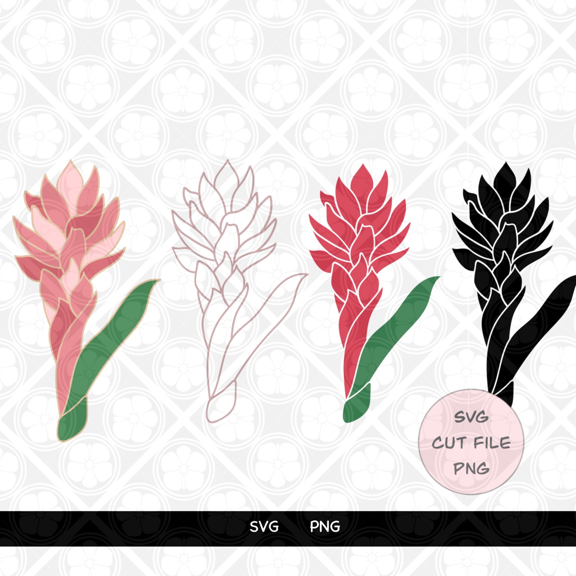 Ginger Flower Drawing