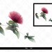Ohia Lehua Flower Digital Print Watercolor Style PNG PDF Hawaiian ...