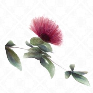 Ohia Lehua Flower Digital Print Watercolor Style PNG PDF Hawaiian ...