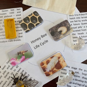 Honey Bee Life Cycle/ Montessori Activity/ Child Simulation Activity ...