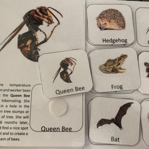 Hibernation Winter Busy Book/ Real Images Book for Kids/ Special ...