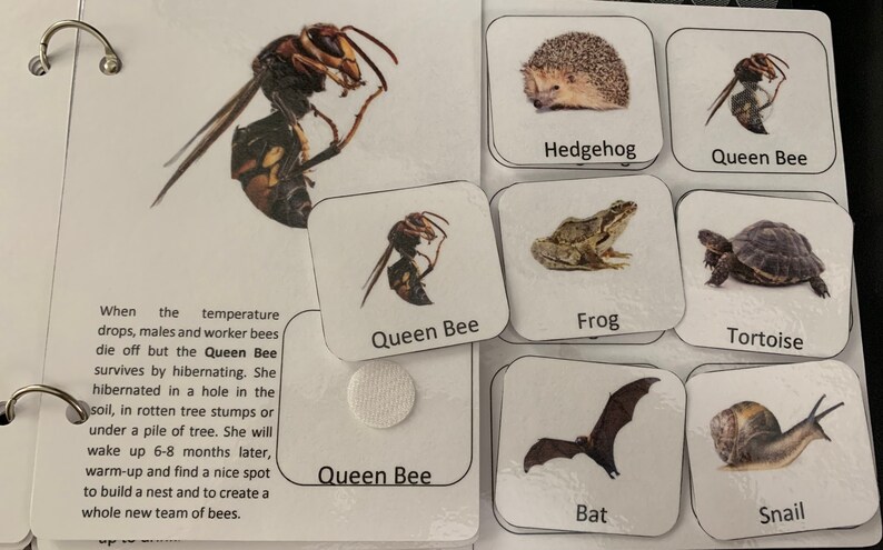 Hibernation Winter Busy Book/ Real Images Book for Kids/ - Etsy