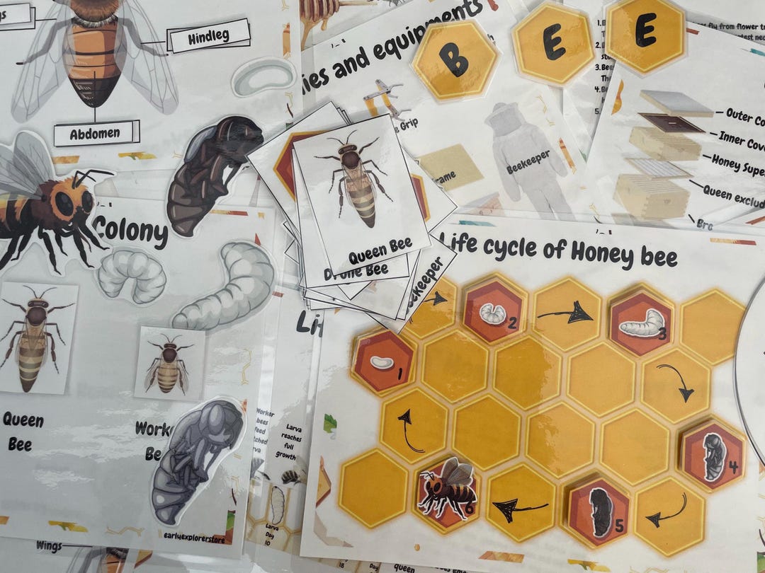 Honey Bee Unit Study Homeschool Summer Activities Bee Life Cycle ...