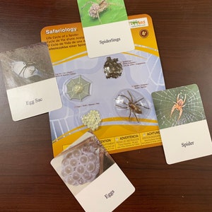 Spider Life Cycle/ Montessori Activity/ Safari Toob Figures - Etsy
