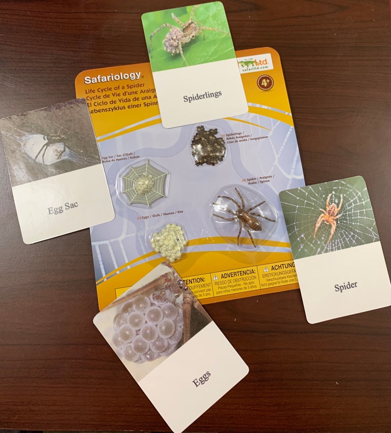 Spider Life Cycle/ Montessori Activity/ Safari Toob Figures - Etsy