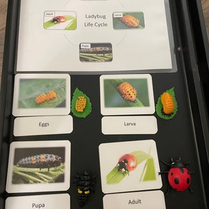 Ladybug Life Cycle/ Critical Thinking/ Montessori Reggio Emilia ...