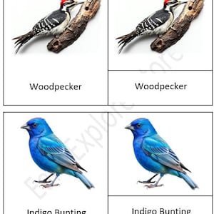 Birds 3-part Card Montessori – Safari Ltd TOOB Compatible | Printable ...