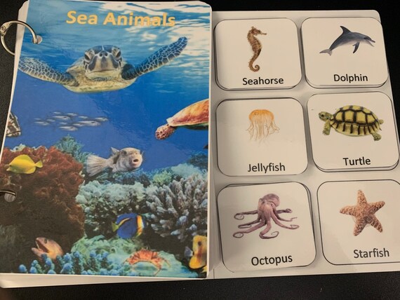 Real Ocean Animals