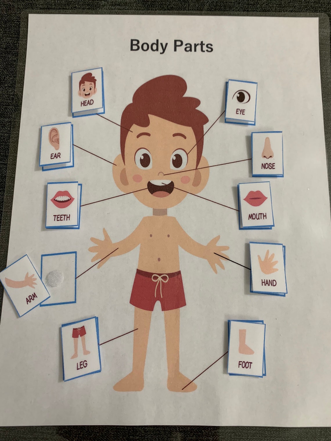 Finished Product: Learning Binder/ Body parts/ Human Anatomy/ | Etsy